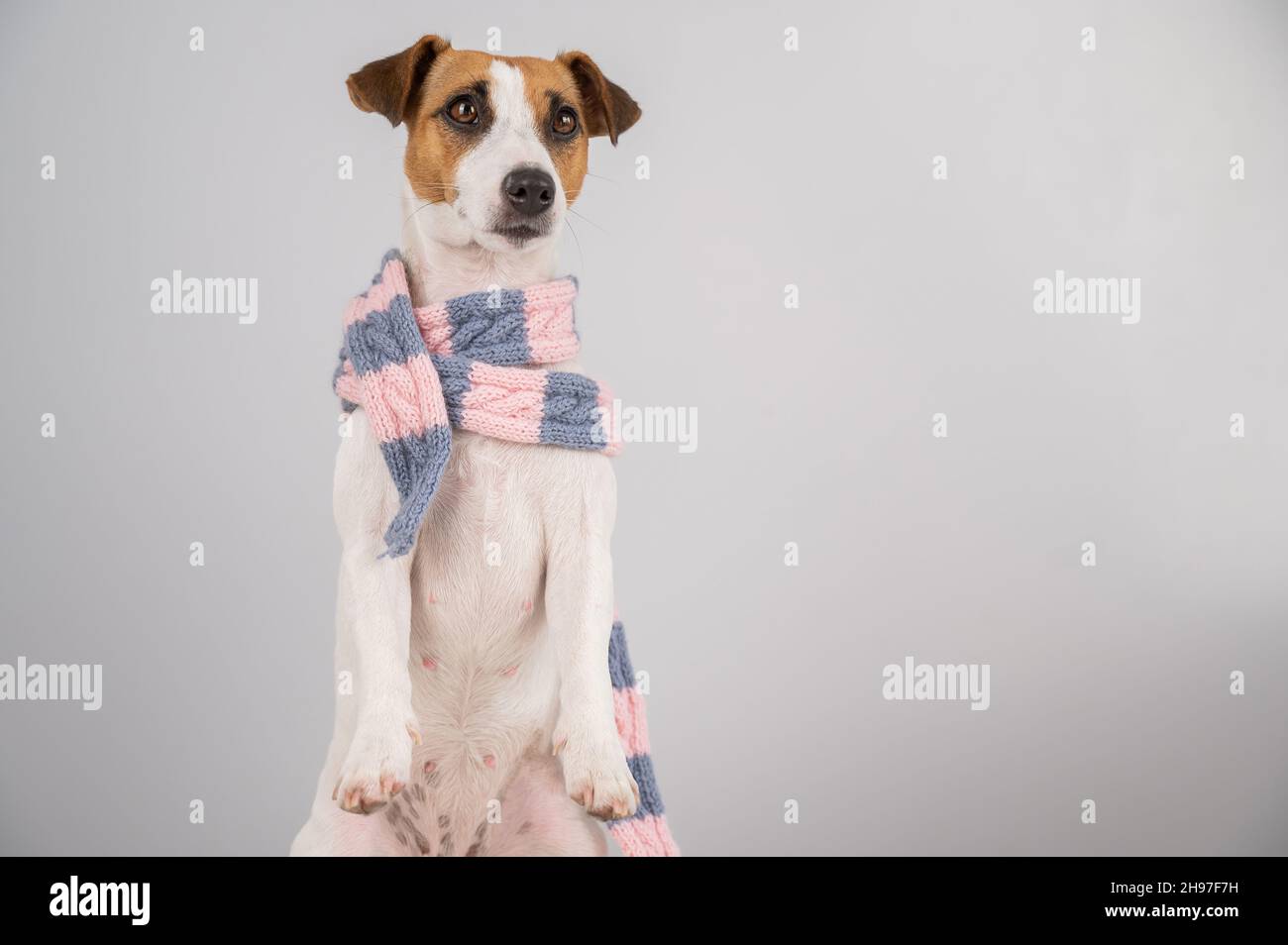 Dog Jack Russell Terrier wearing a knit scarf on a white background ...
