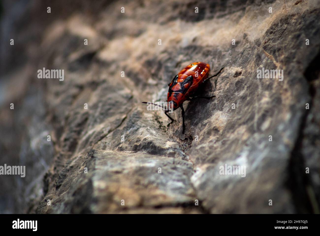 A striking red bug is on the hot rock Stock Photo - Alamy