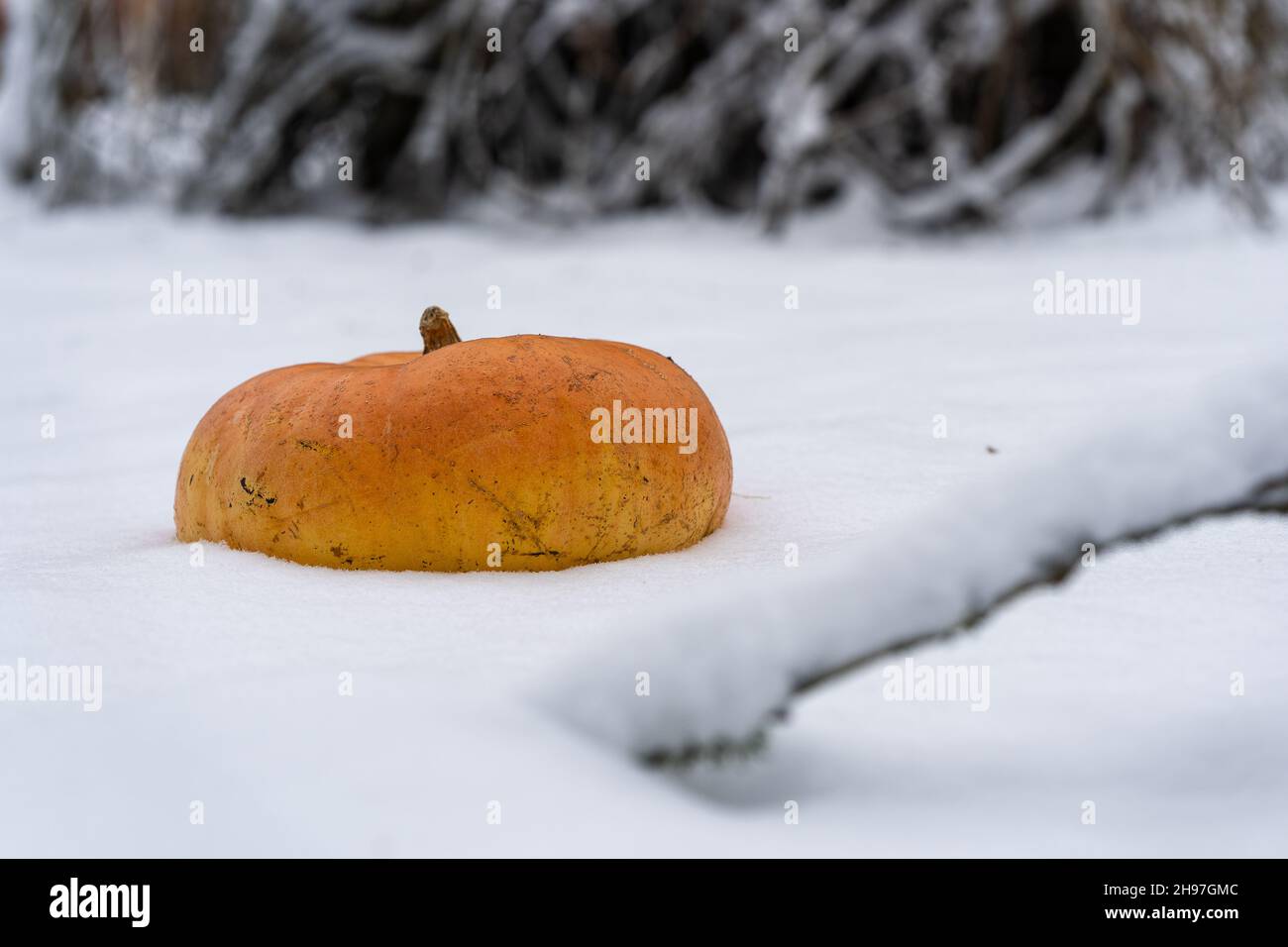 The orange pumpkin placed in the snow Stock Photo - Alamy