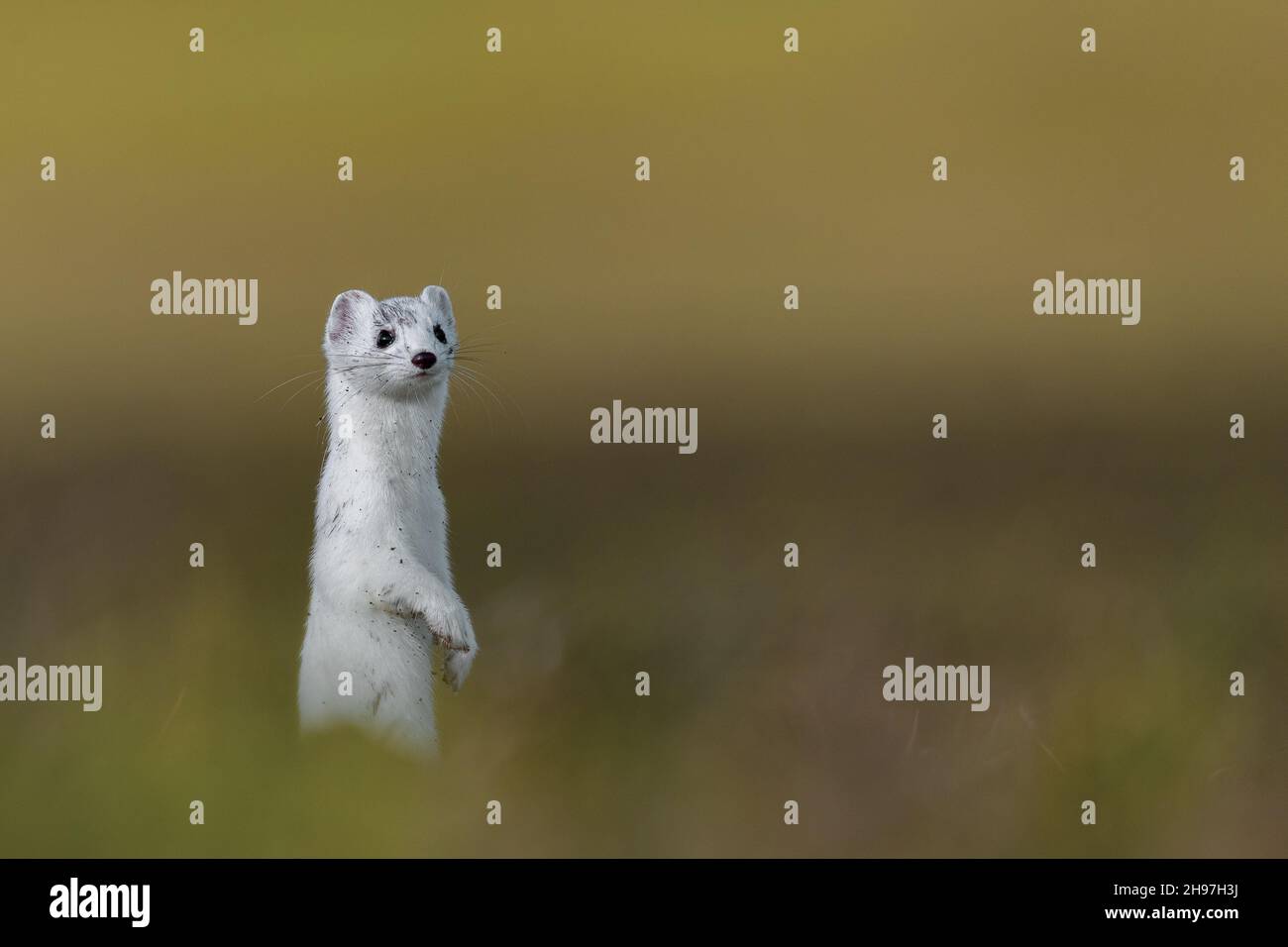 Ermine face hi-res stock photography and images - Alamy