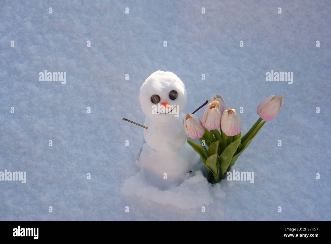 Tulip new santa hi-res stock photography and images - Alamy