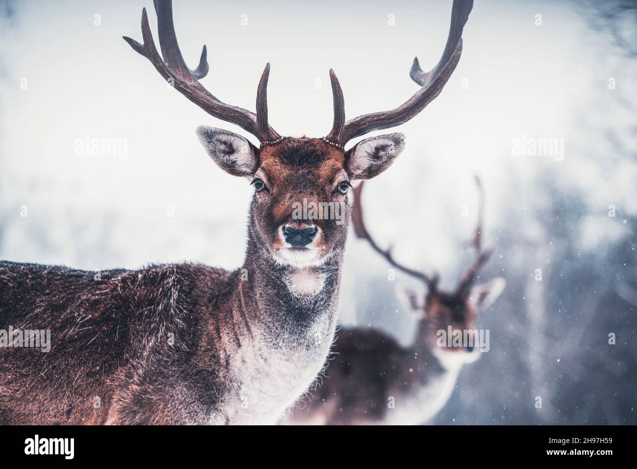 Portrait of a male of fallow deer in the snow Stock Photo - Alamy