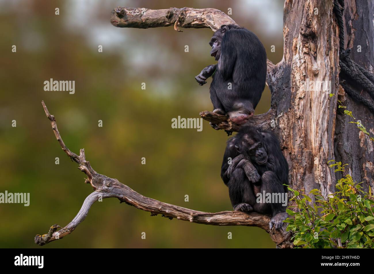 two west african chimpanzee sitting in a tree Stock Photo - Alamy