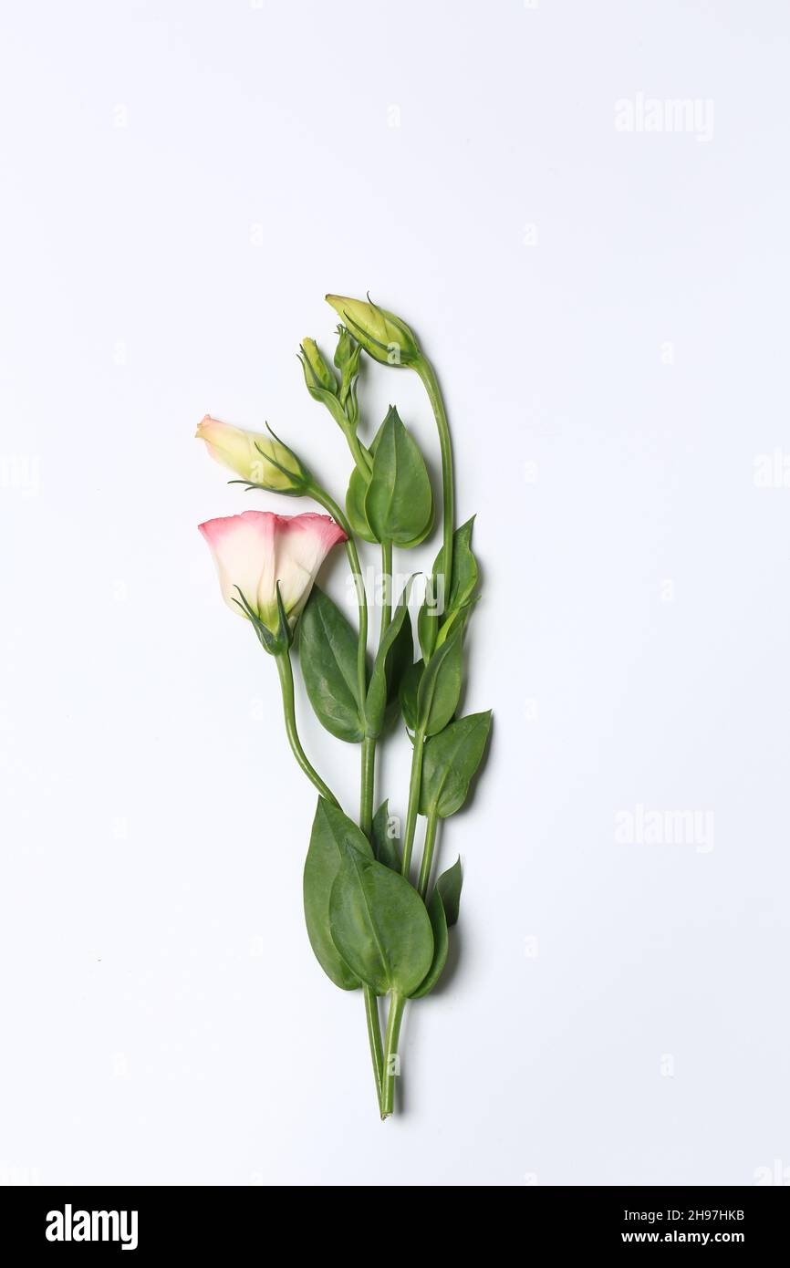 delicate spring flowers on a white background Stock Photo - Alamy