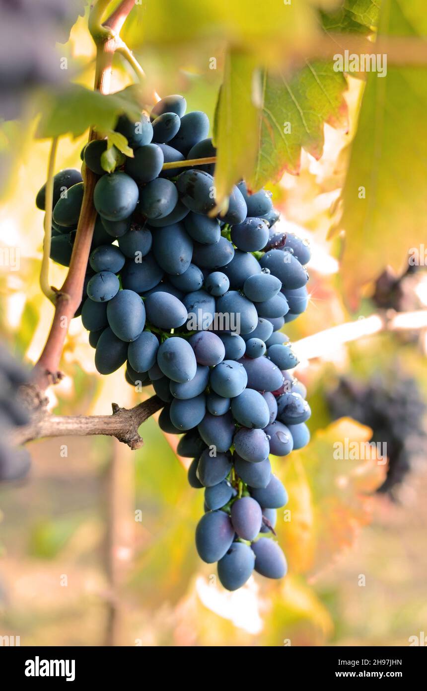 Blue grape cluster on vine closeup photo Stock Photo - Alamy