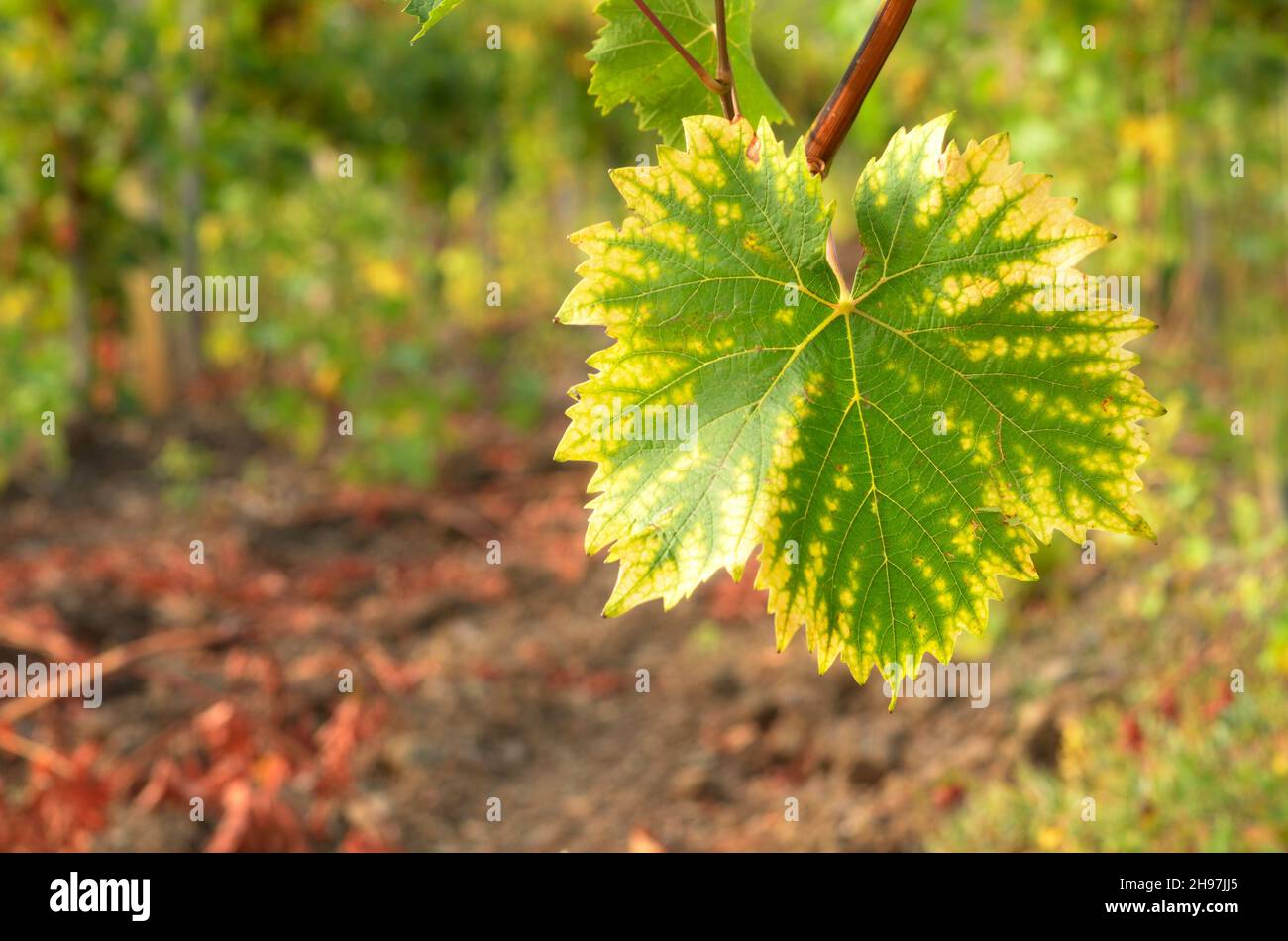 Green vineyard leaf hi-res stock photography and images - Alamy