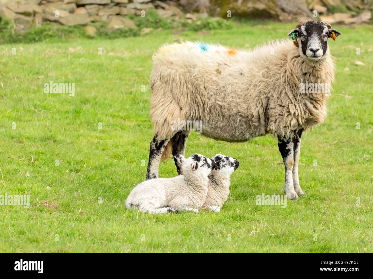 Swaledale ewe or female sheep with her two Swaledale mule lambs sat on ...