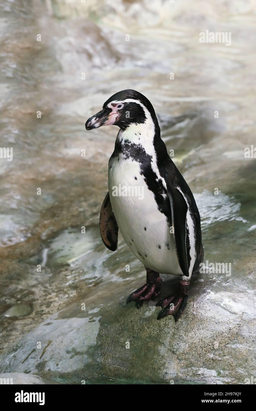 Penguin stands on a rock Stock Photo - Alamy