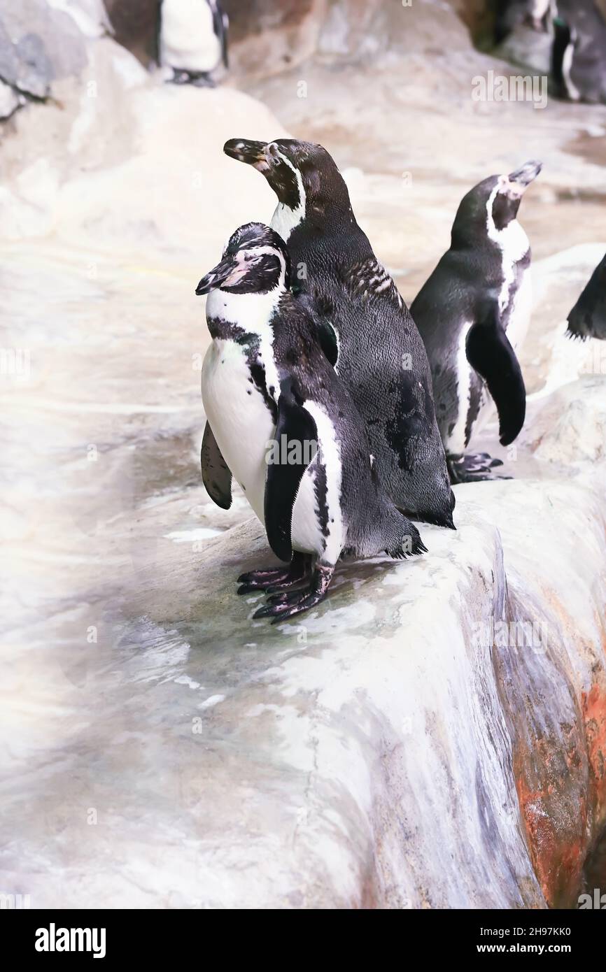 Penguin stands on a rock Stock Photo - Alamy