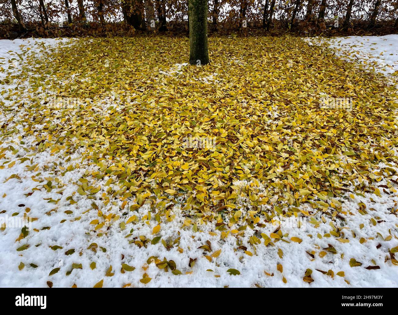 Around tree trunk hi-res stock photography and images - Alamy