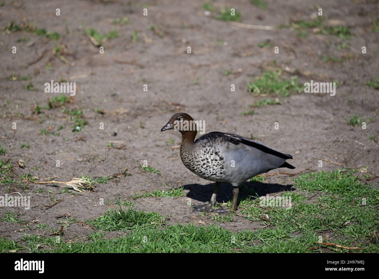 Side on view of duck hi-res stock photography and images - Alamy