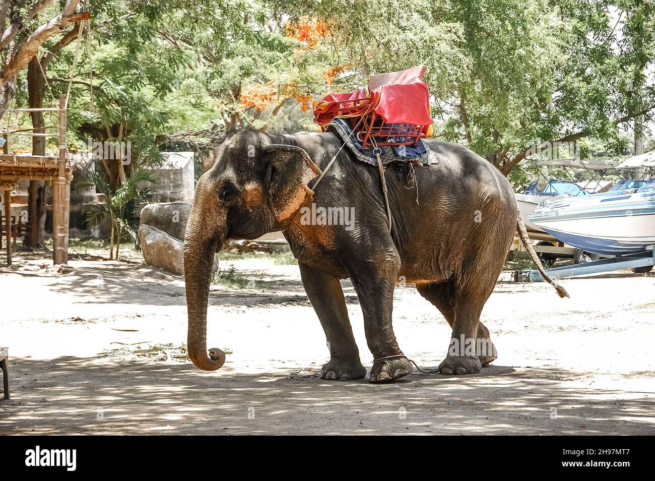 Elephants with special seat for tourists Stock Photo - Alamy
