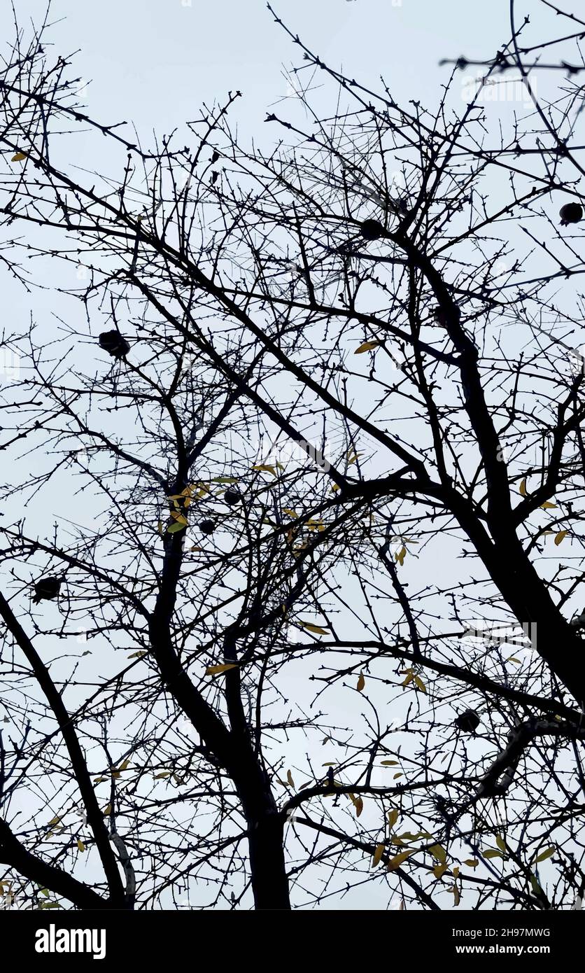 Pomegranate tree leaves Stock Vector Images - Alamy