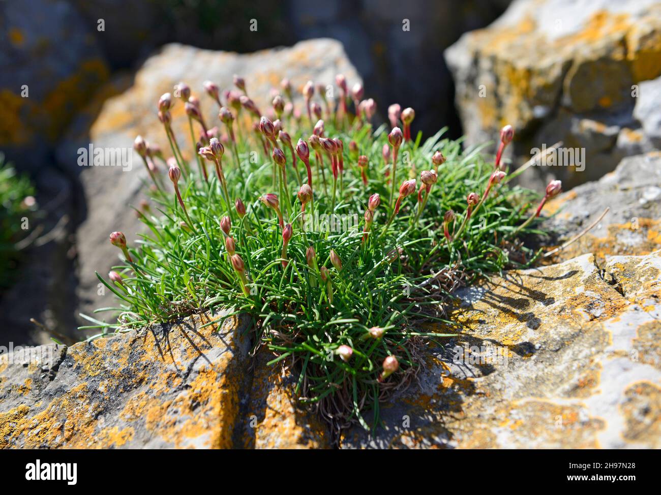 Carboniferous limestone rocks at Friars Point on Barry Island, Wales ...