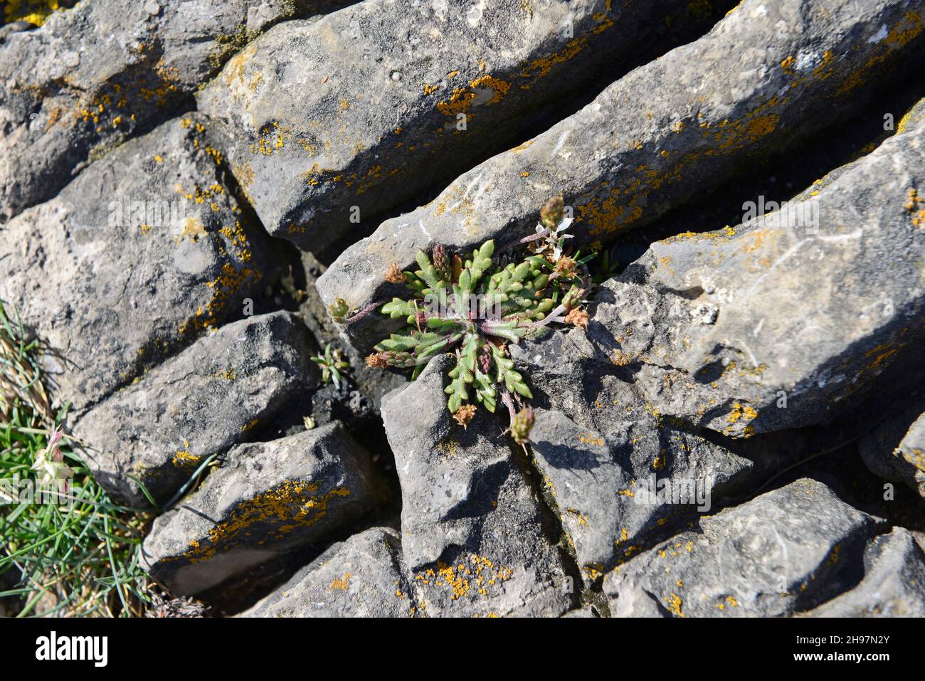 Carboniferous limestone rocks at Friars Point on Barry Island, Wales ...