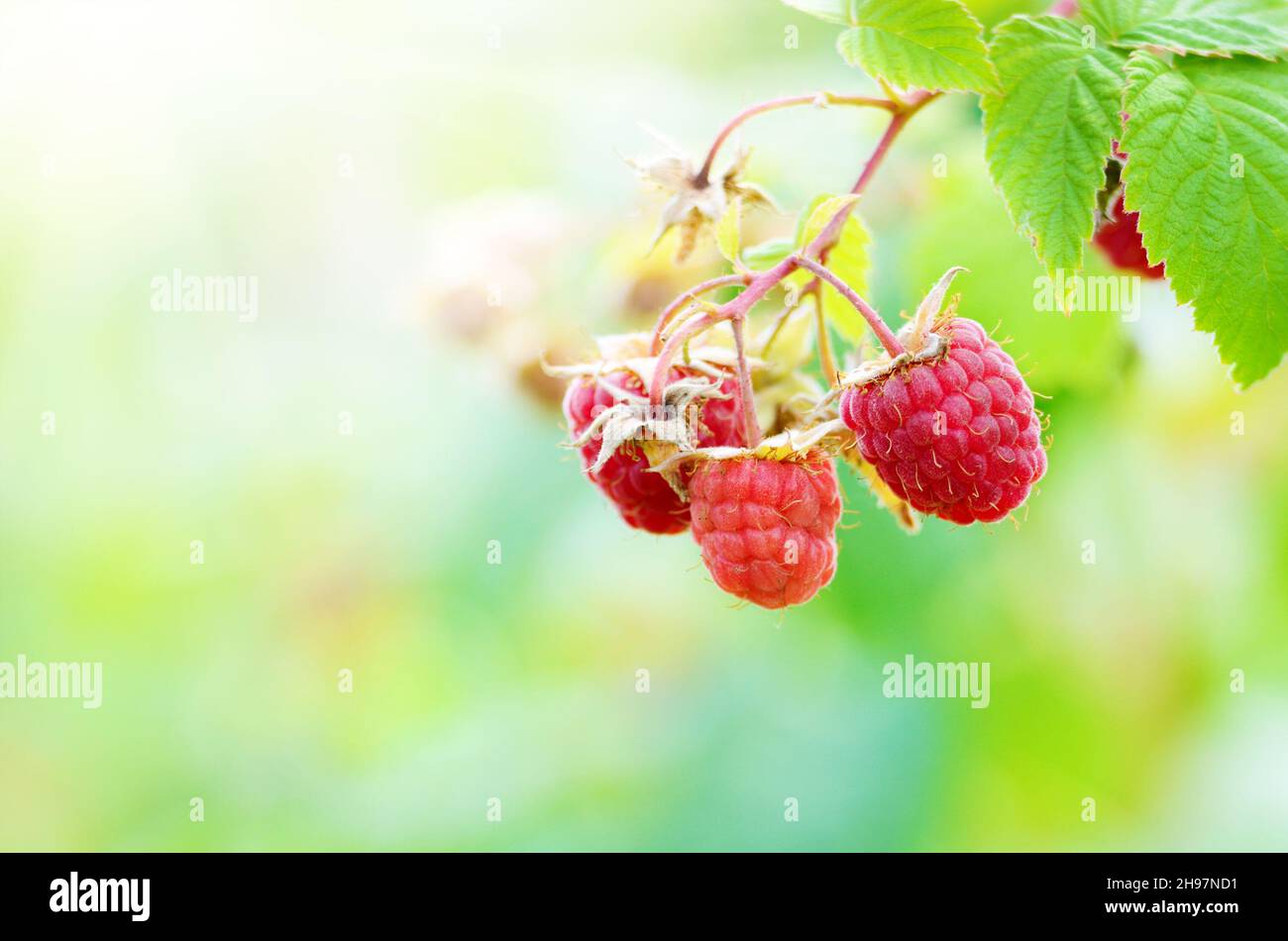 Ripe organic raspberries on branch ready for pick up Stock Photo - Alamy