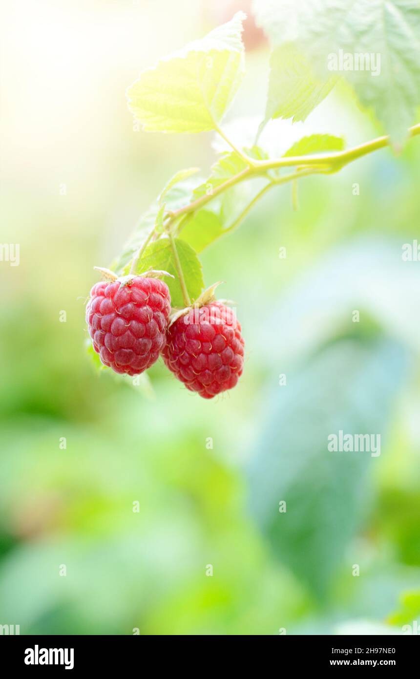 Ripe organic raspberries on branch ready for pick up Stock Photo - Alamy