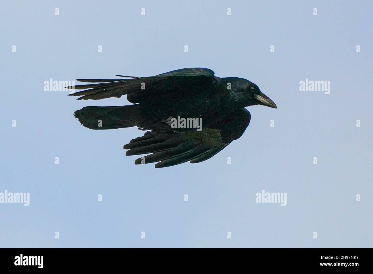 Blackbird in flight Stock Photo - Alamy