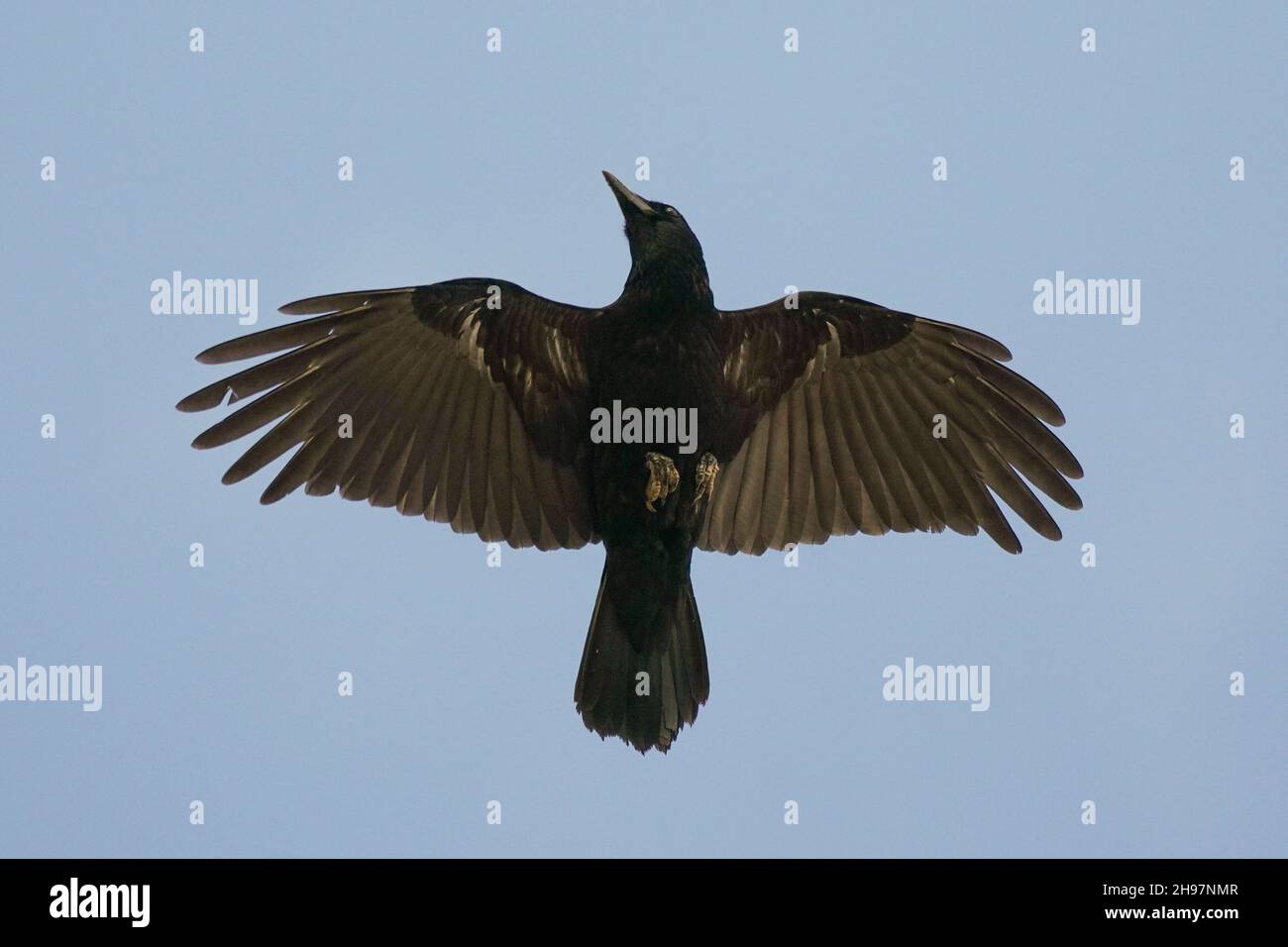 Blackbird in flight Stock Photo - Alamy