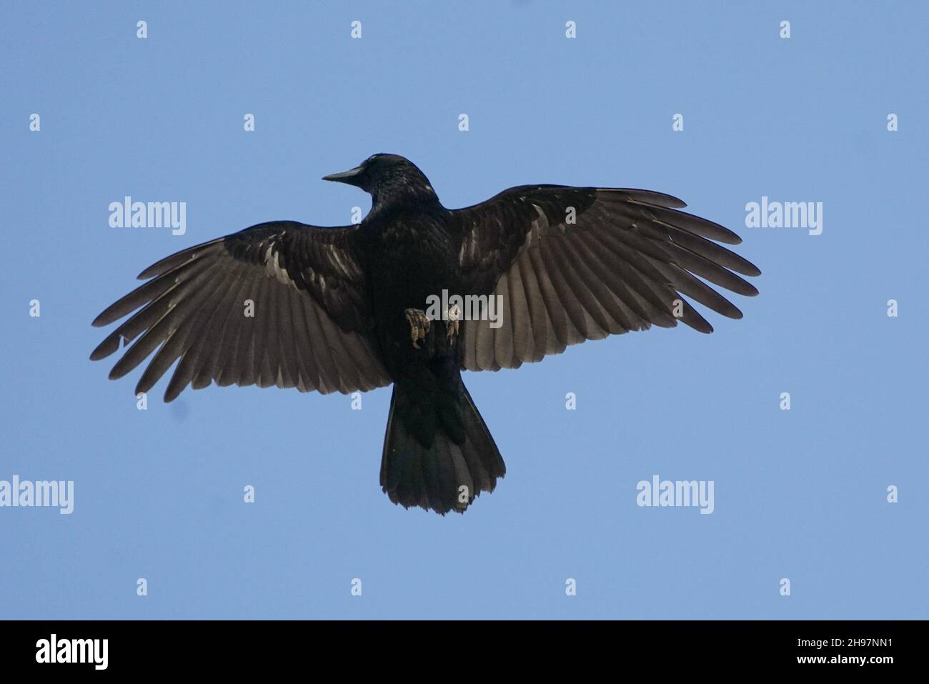 Blackbird in flight Stock Photo - Alamy