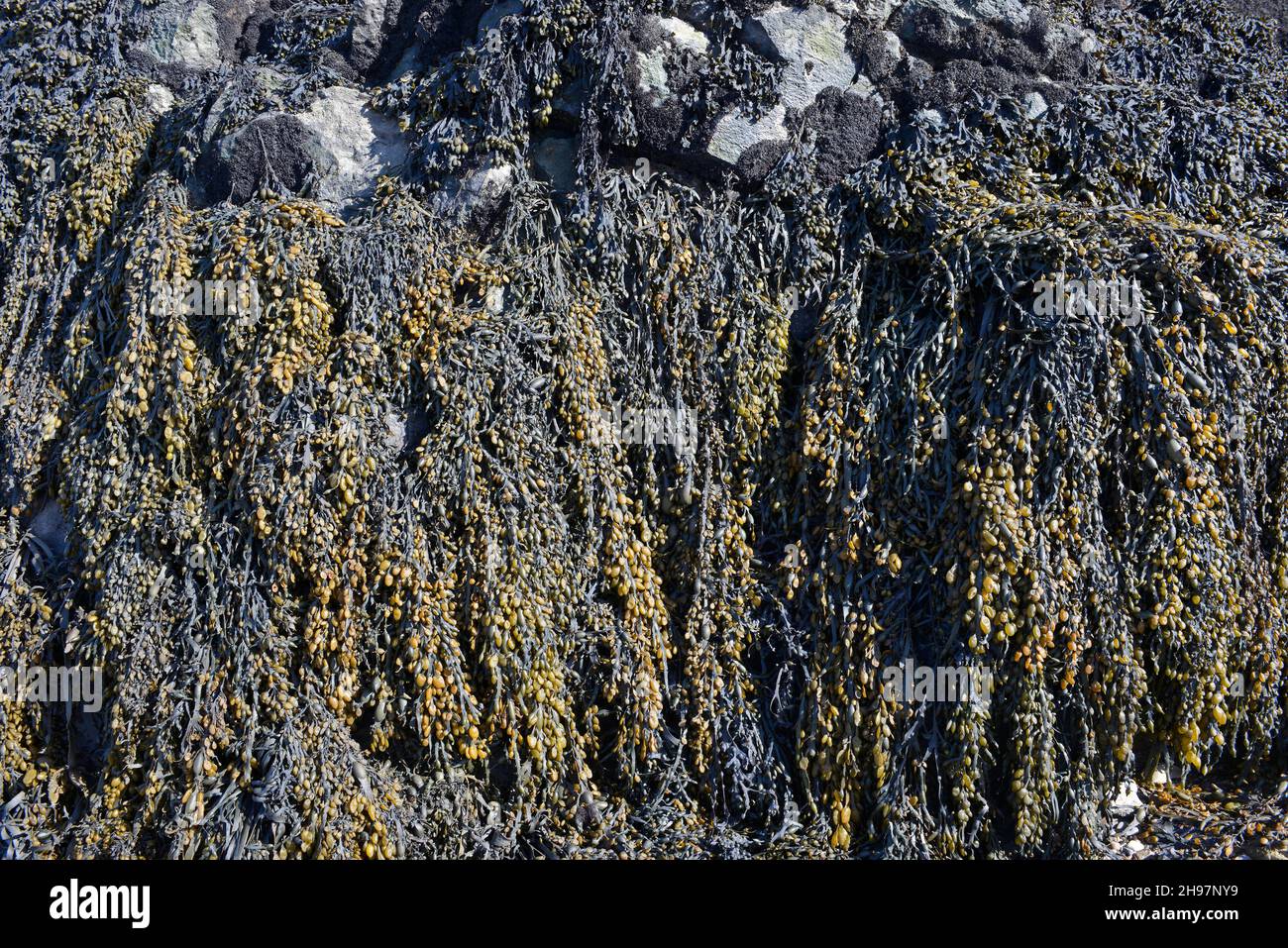 Bladder wrack seaweed exposed at low tide on the rocky shore at Barry ...