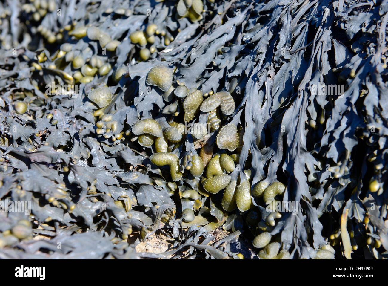 Bladder wrack seaweed exposed at low tide on the rocky shore at Barry ...