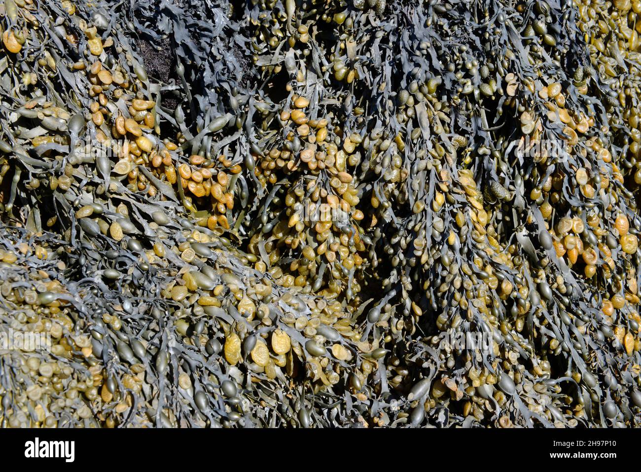 Bladder wrack seaweed exposed at low tide on the rocky shore at Barry ...