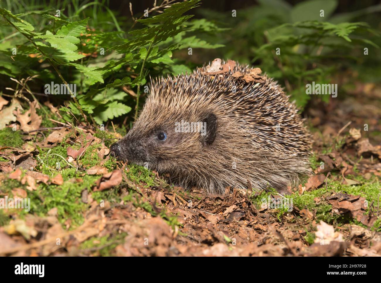 Hedgehog, Scientific name: Erinaceus Europaeus. Wild, native, European ...