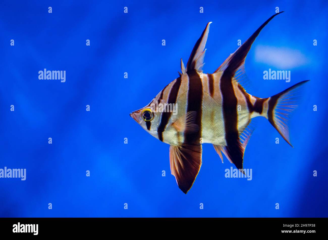 Enoplosus armatus or old wife fish with silver-and-black, vertical ...