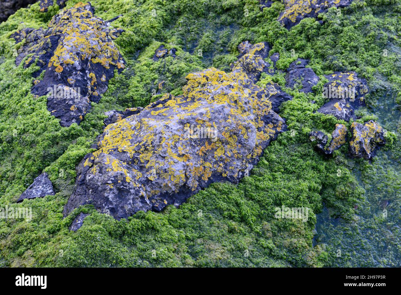 Seaweed and lichen on a rock by the sea at Friars point, Barry Island ...