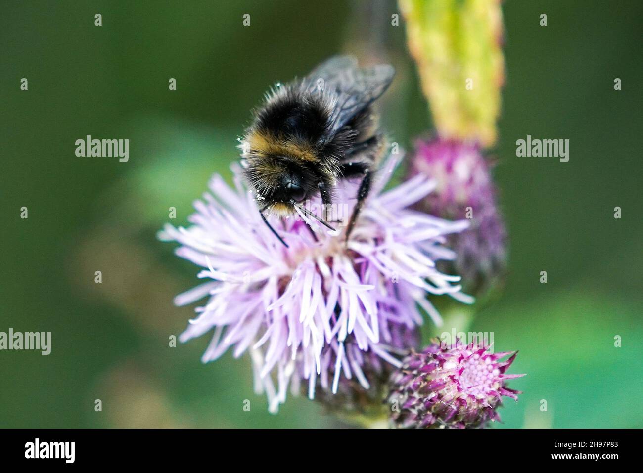 A bee collecting pollen Stock Photo - Alamy
