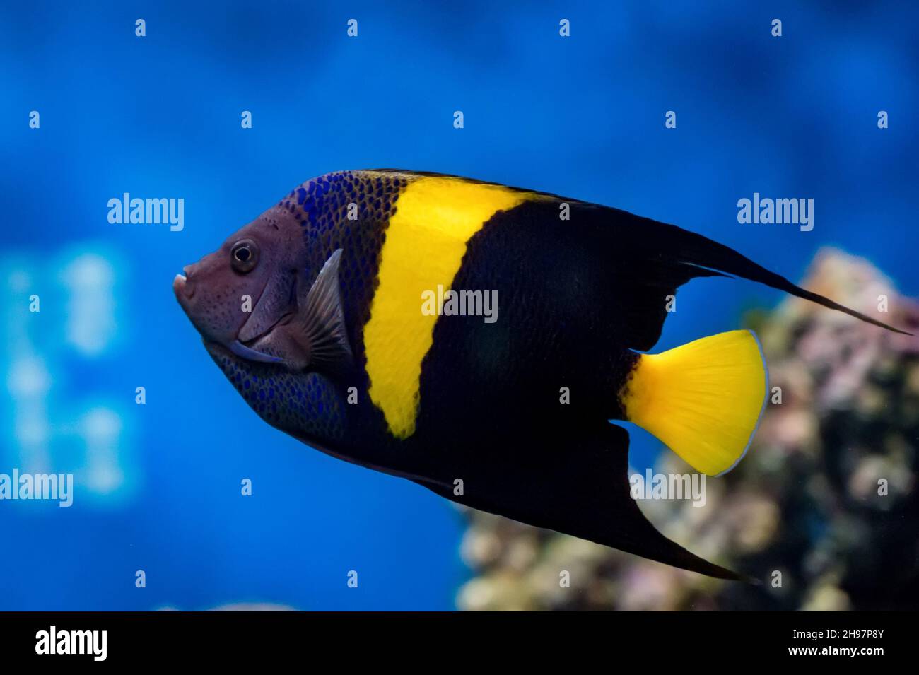Arabian angelfish hi-res stock photography and images - Alamy