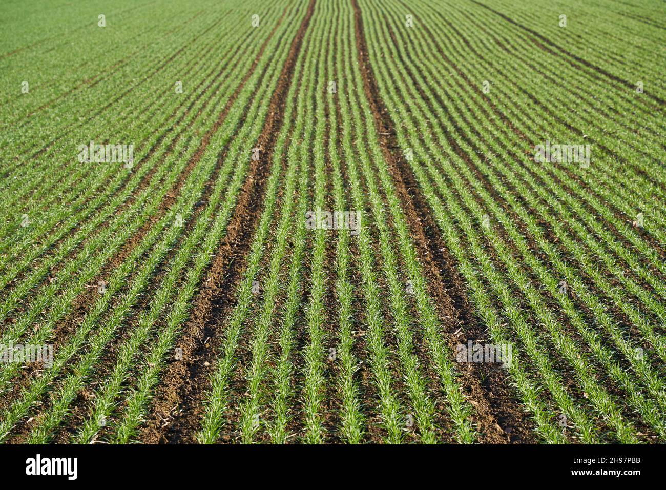 Field green wheat rows close hi-res stock photography and images - Alamy