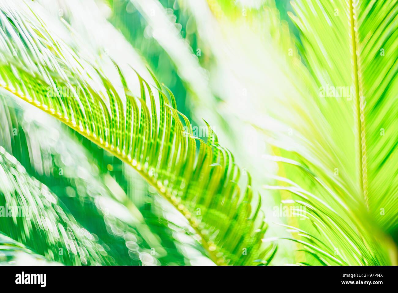 Green palm leaf in the rays of the bright sun Stock Photo - Alamy