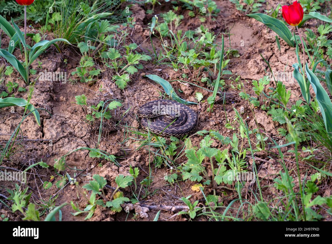 Middle Viper or Vipera renardi coiled on the ground in papaver flowers ...