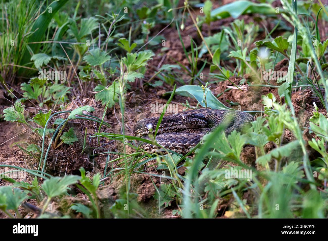 Middle Viper or Vipera renardi coiled on the ground in grass Stock ...
