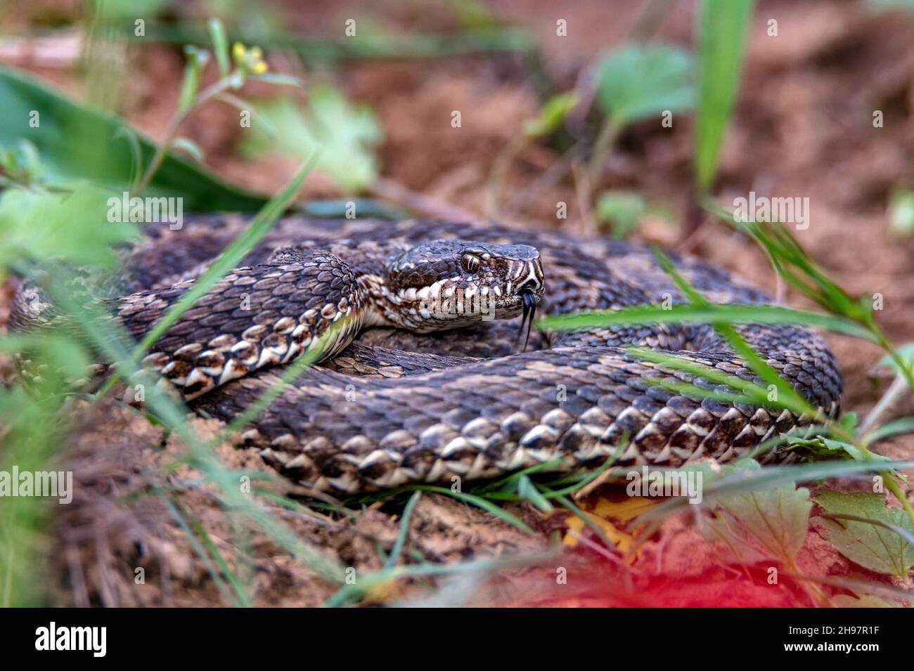 European viper fangs hi-res stock photography and images - Alamy