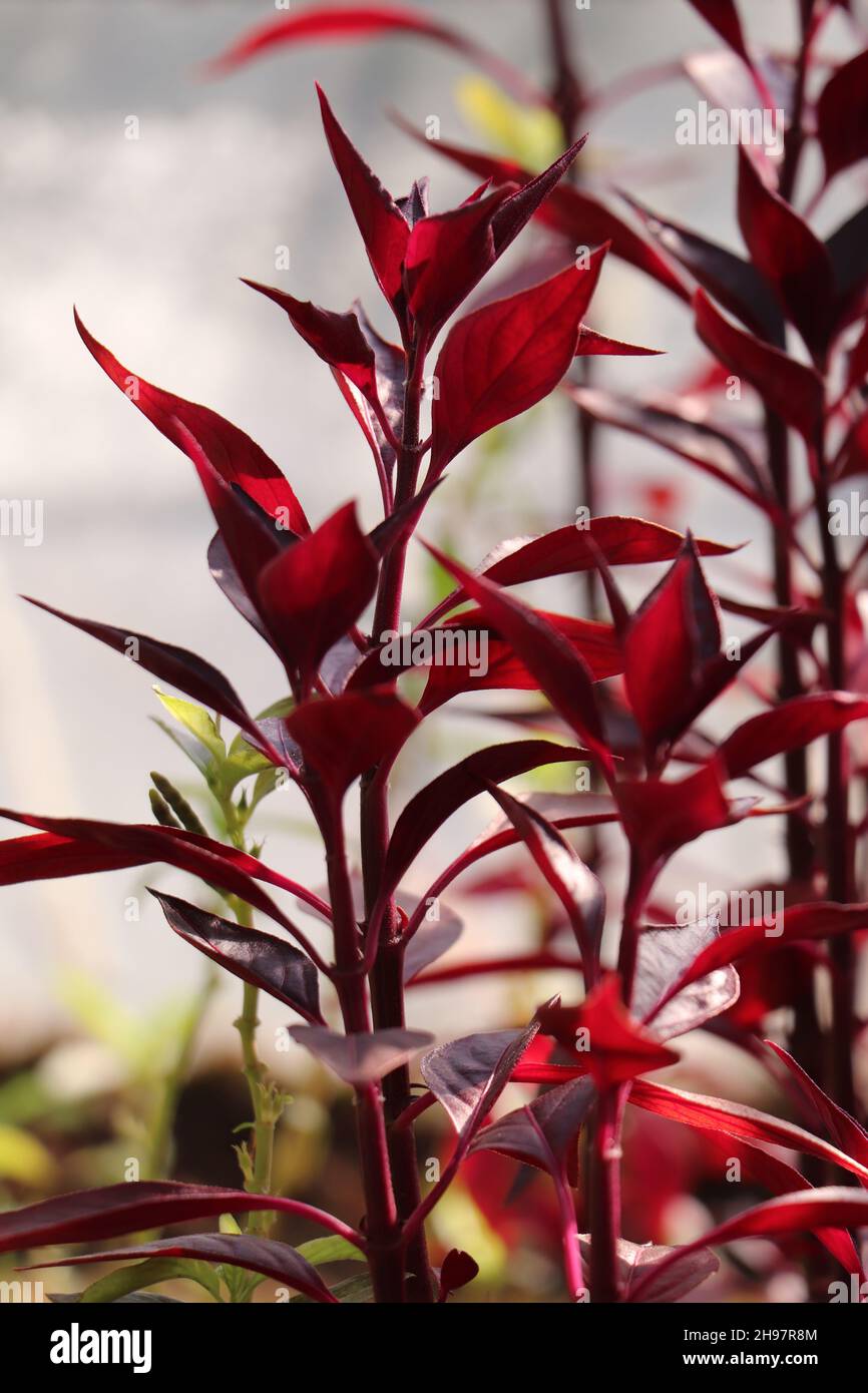 Alternanthera brasiliana or large purple alternanthera, metal weed ...