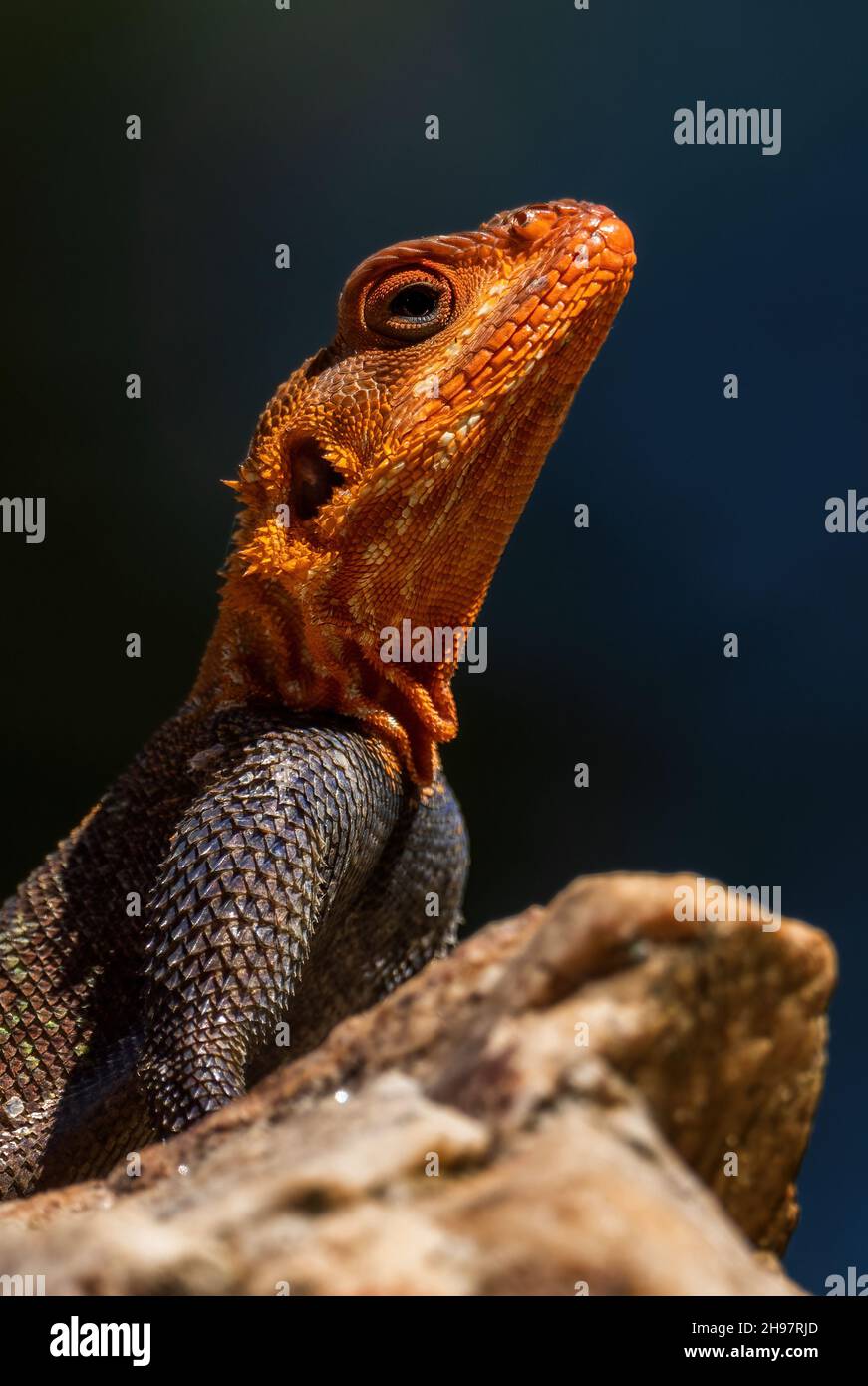 Red-headed Rock Agama - Agama agama, beautiful colored lizard from ...