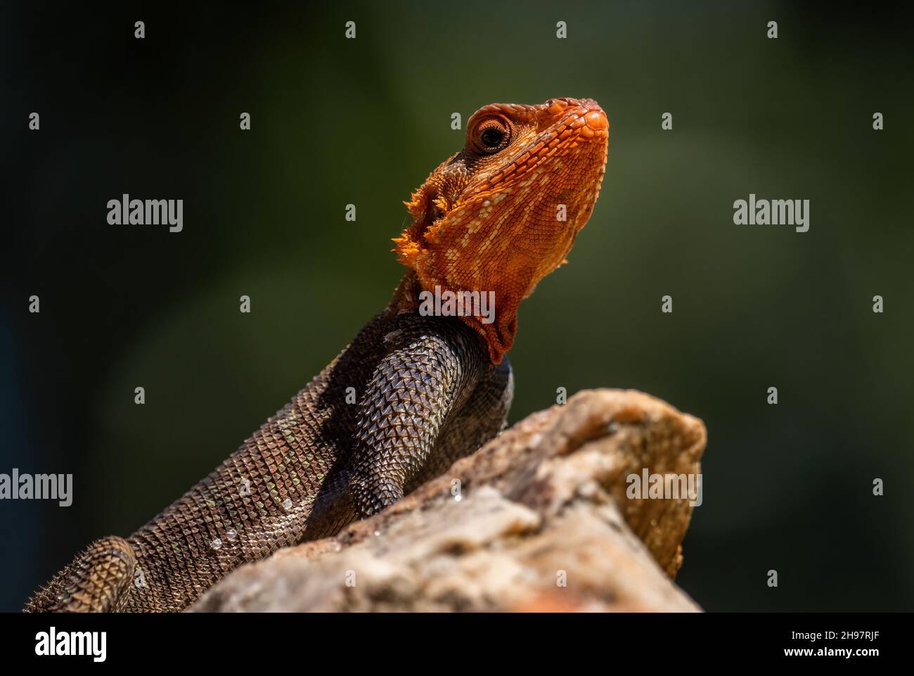 Red-headed Rock Agama - Agama agama, beautiful colored lizard from ...