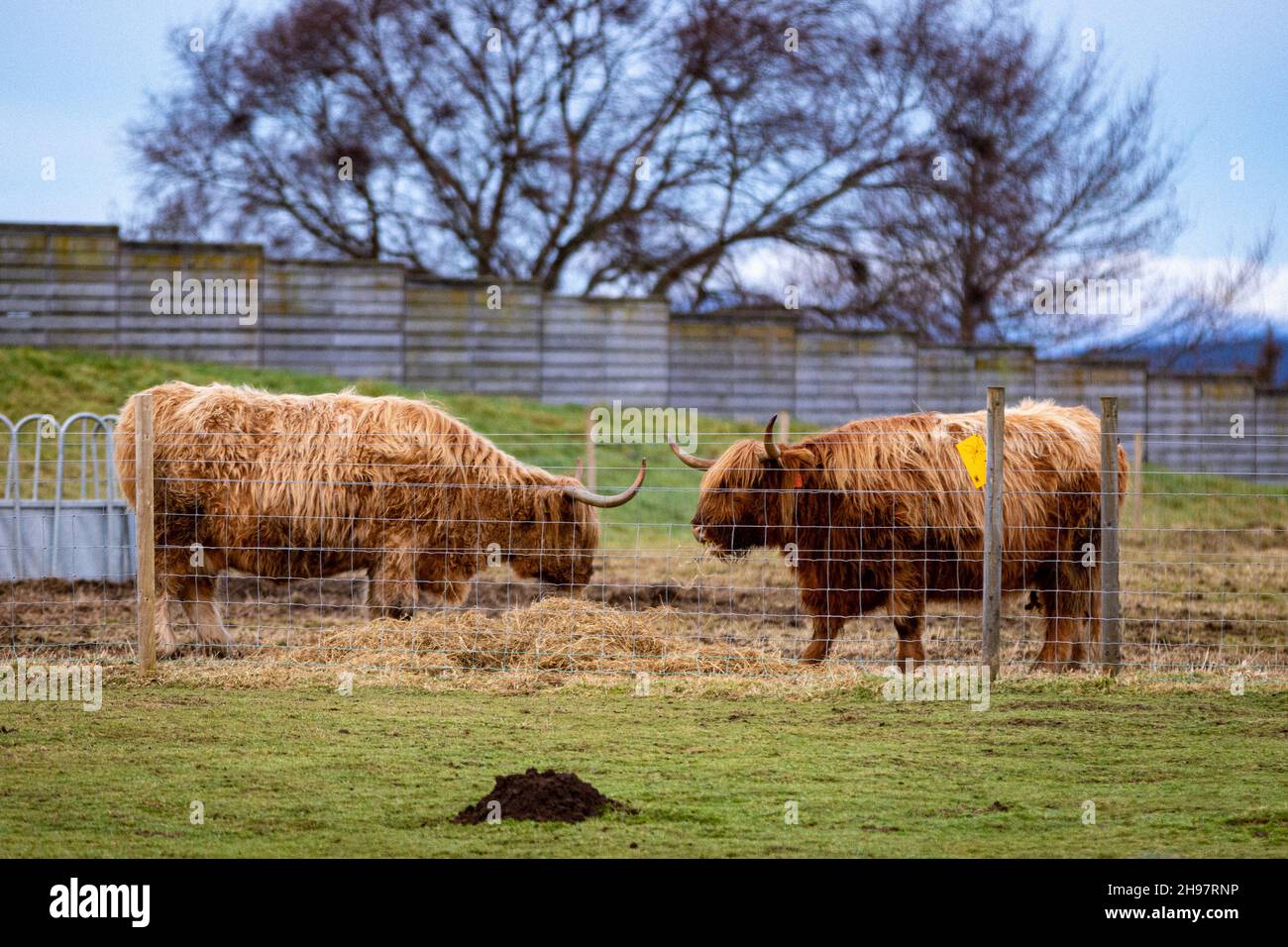 A scenery of Scottish cattle grazing the grass Stock Photo - Alamy