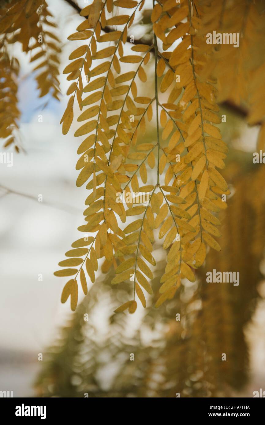 A vertical shot of the yellow leaves of Honey locust in autumn Stock ...