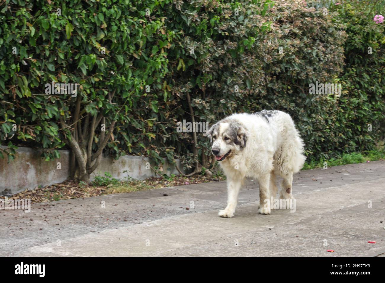 Great pyrenees smiling hi-res stock photography and images - Alamy