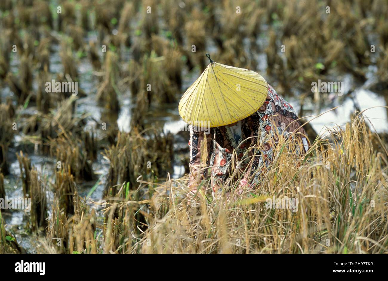 A rice field at the Laman Padi Langkawi Museum at the Town of Kampung ...