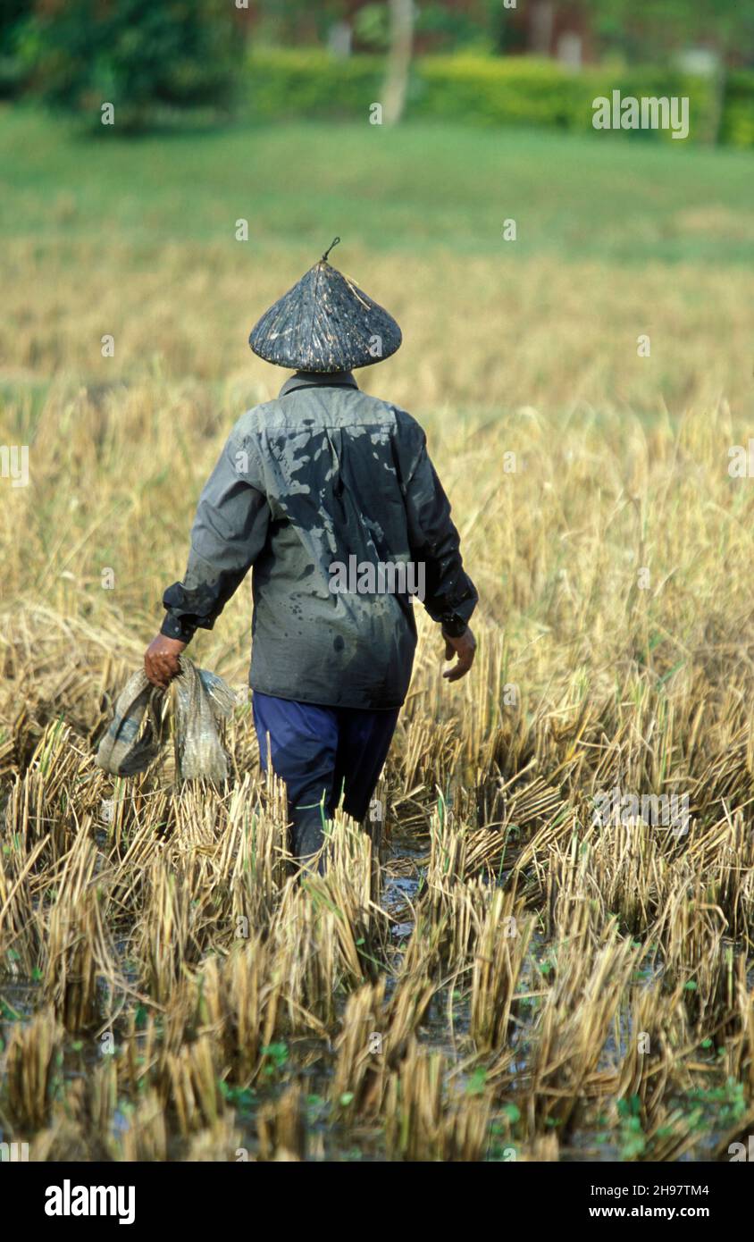 A farmer at a rice field at the Laman Padi Langkawi Museum at the Town ...