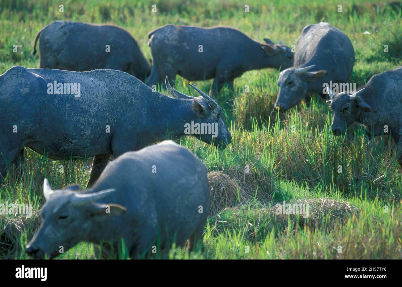 A Buffalo in a field at the Town of Kampung Lubok Buaya on the Island ...