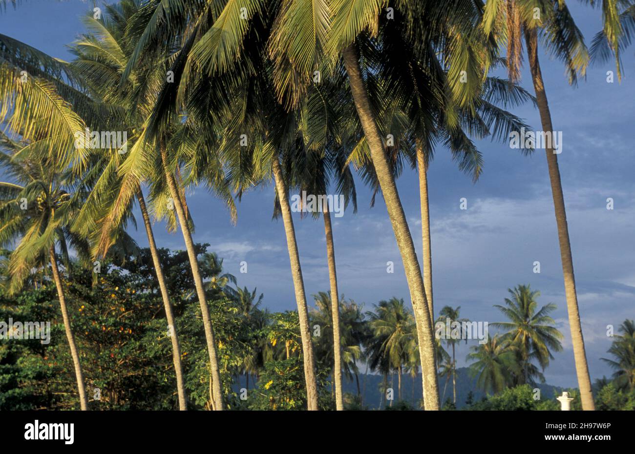 Palmtrees on a beach with Landscape naer Ayer Hangat Village in the ...
