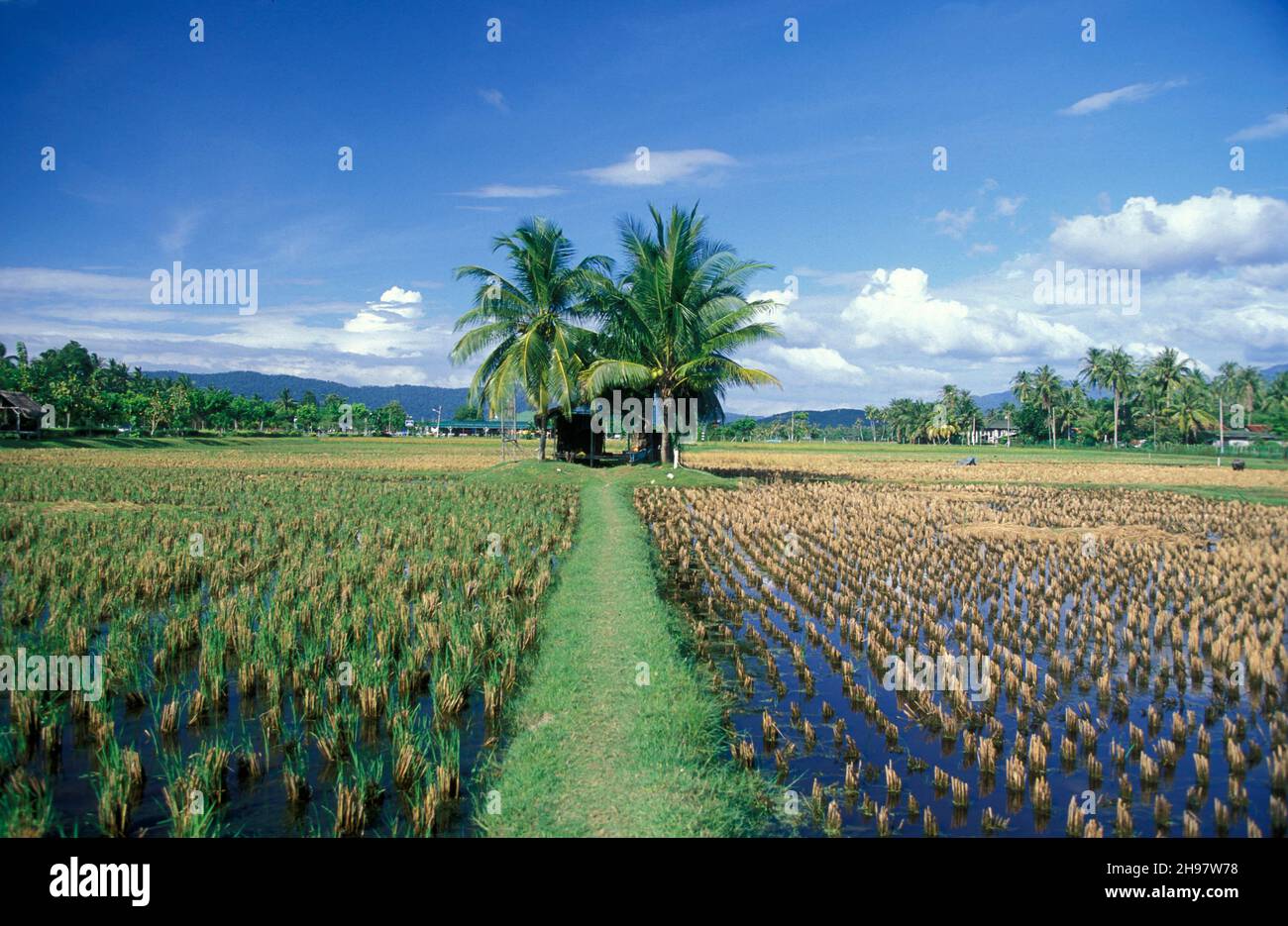 A rice field at the Laman Padi Langkawi Museum at the Town of Kampung ...