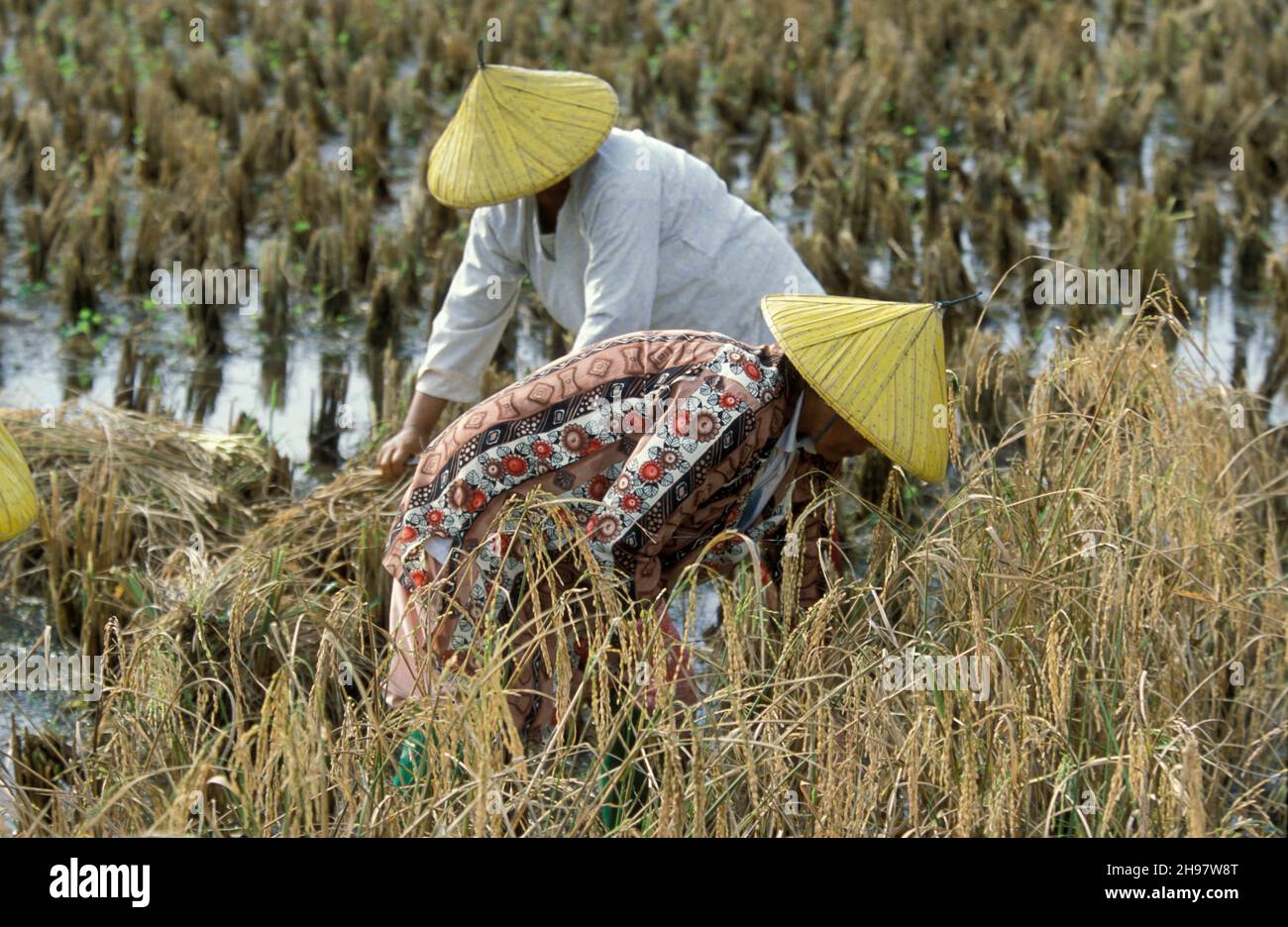 A farmer at a rice field at the Laman Padi Langkawi Museum at the Town ...