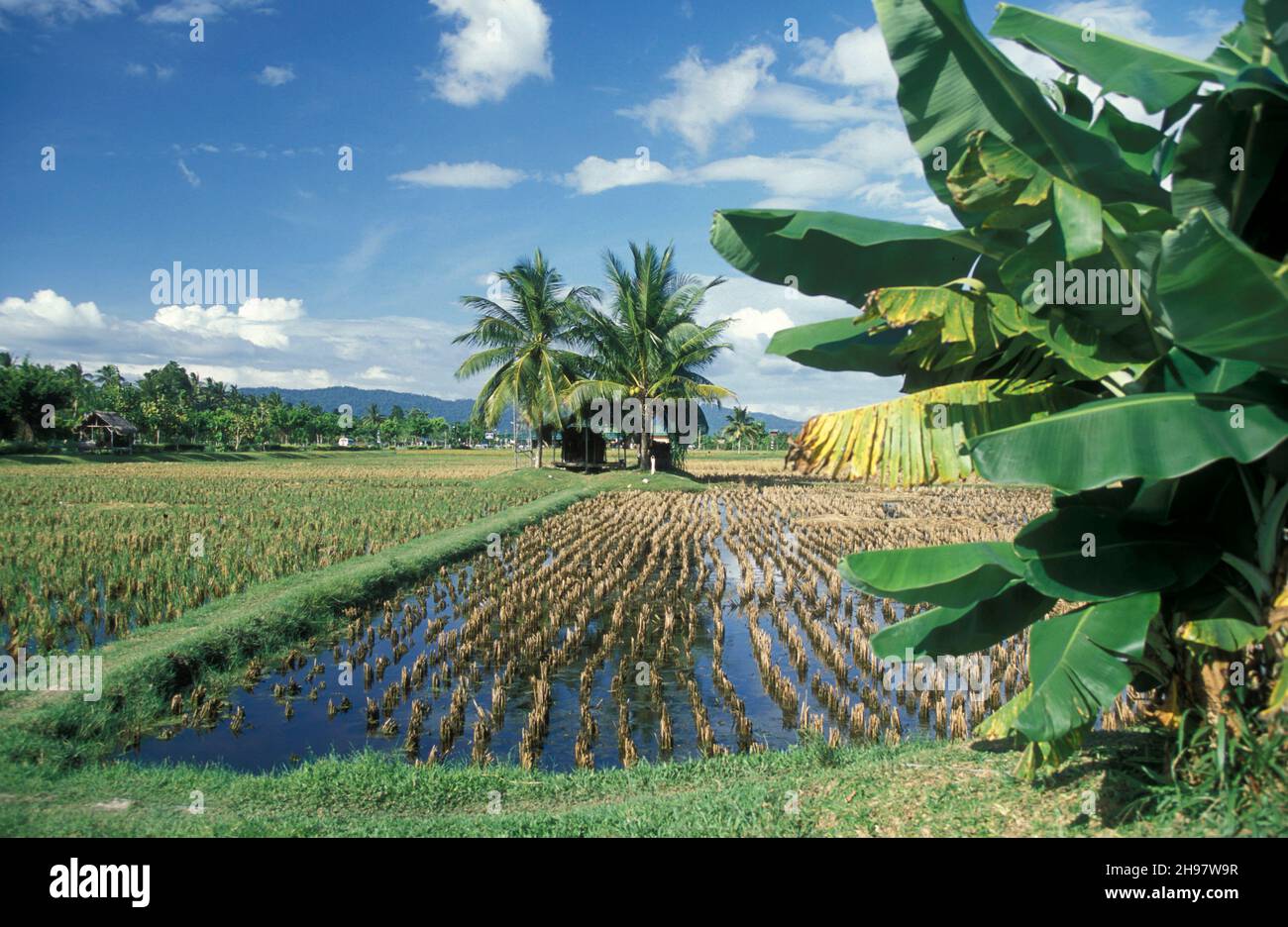 A rice field at the Laman Padi Langkawi Museum at the Town of Kampung ...